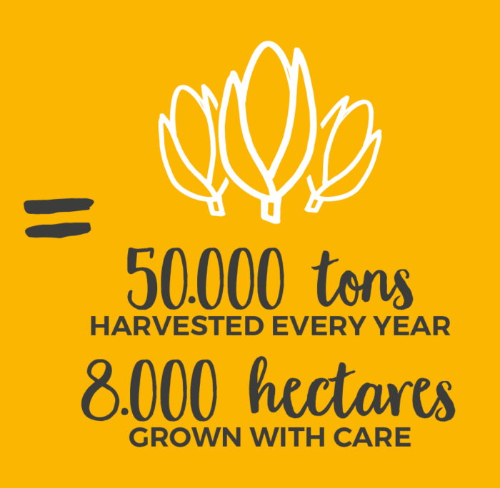 About us - leading popcorn producers - Nataïs Popcorn